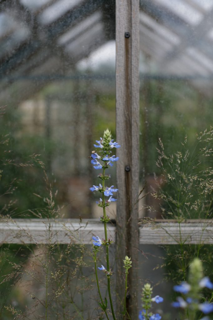 What is Biophilic Design? | Helen Izzard Interior Design | Somerset