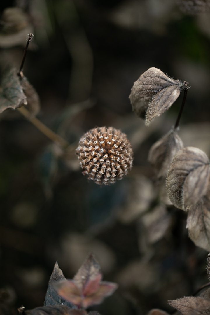 A Winters Garden | Helen Izzard Interior Design | Somerset